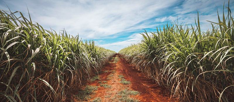 ABOUT US - SUGARLEAN PTY LTD